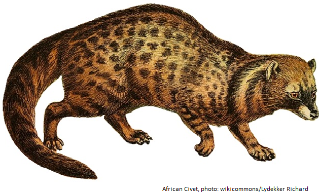 Rare Animals and Insects Found in Africa – Afro Gist Media