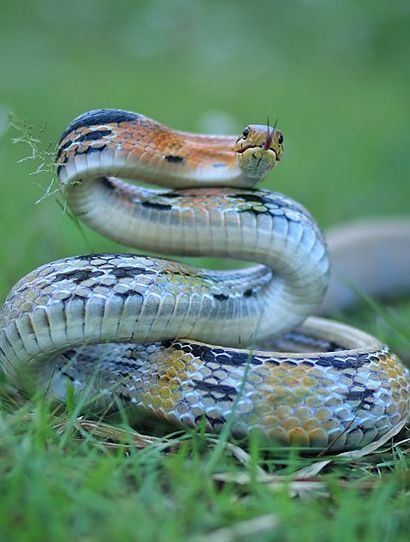 List of Edible snakes – Afro Gist Media